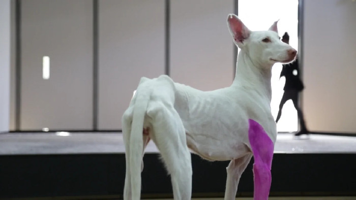 El perro y un gallo sin plumas :: Colectivo FAC (Fundación de Arte ...